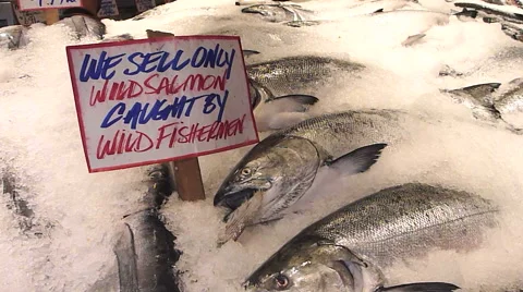 Wild Ice: T Stock Videos – Royalty-Free HD & 4K Videos | Pond5