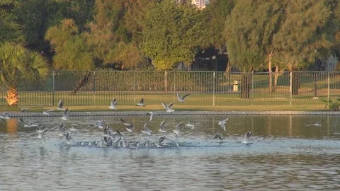 Imagepond Search Stock Videos – Royalty-Free HD & 4K Videos | Pond5