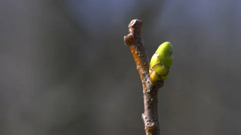 Wild Service Tree, first buds, spring (S... | Stock Video | Pond5