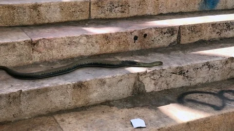 Snakes Stairs Stock Video Footage | Royalty Free Snakes Stairs Videos ...