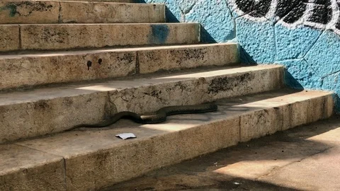 Snakes Stairs Stock Video Footage | Royalty Free Snakes Stairs Videos ...