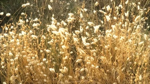 Wild spindly grass with white seed body ... | Stock Video | Pond5
