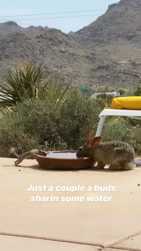 Sharing Wild Stock Videos – Royalty-Free HD & 4K Videos | Pond5