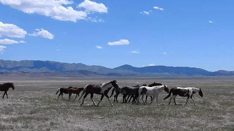 Wild Stallions Videos Stock Videos – Royalty-Free HD & 4K Videos | Pond5