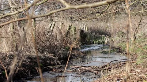 Wild Stream - Beautiful English Countrys... | Stock Video | Pond5