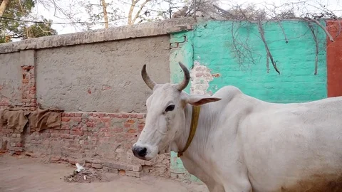 Vrindavan Cows Stock Footage ~ Royalty Free Stock Videos | Pond5
