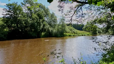 Wild Swimmer on the River Teviot, murky ... | Stock Video | Pond5