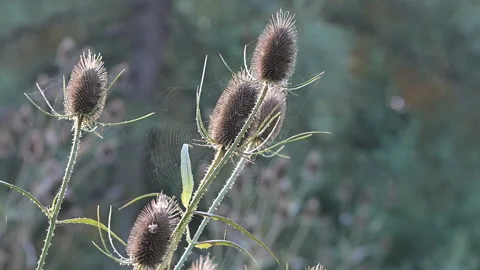 Wild teasel with cobweb slowly moving in... | Stock Video | Pond5