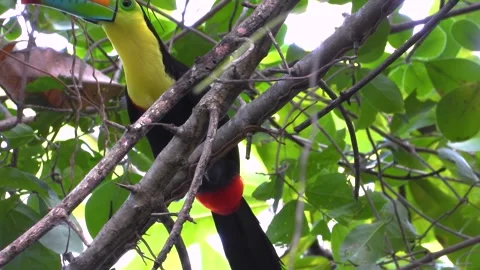 Wild tucan bird in jungle, static view | Stock Video | Pond5