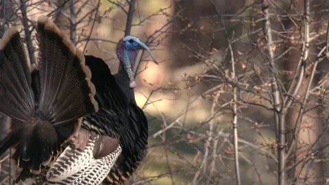 Gobble Stock Footage ~ Royalty Free Stock Videos | Pond5