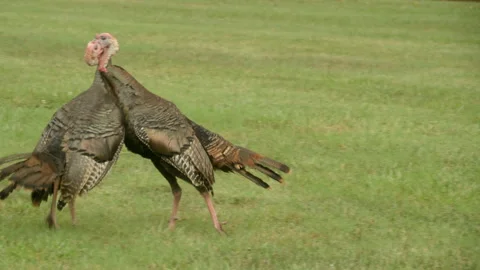 Wild Turkey Fight Stock Video Footage | Royalty Free Wild Turkey Fight ...