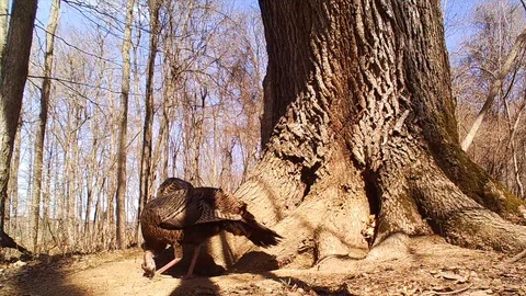 Hen In Forest Stock Videos – Royalty-Free HD & 4K Videos