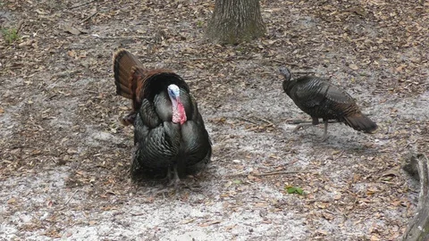 Male Female Turkey Stock Videos – Royalty-Free HD & 4K Videos