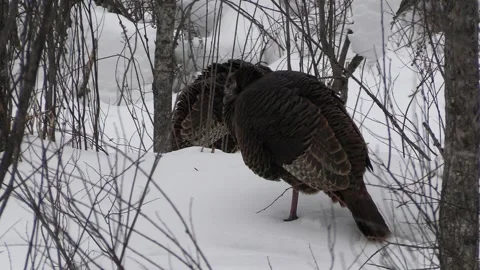 Standing In Deep Stock Videos – Royalty-Free HD & 4K Videos