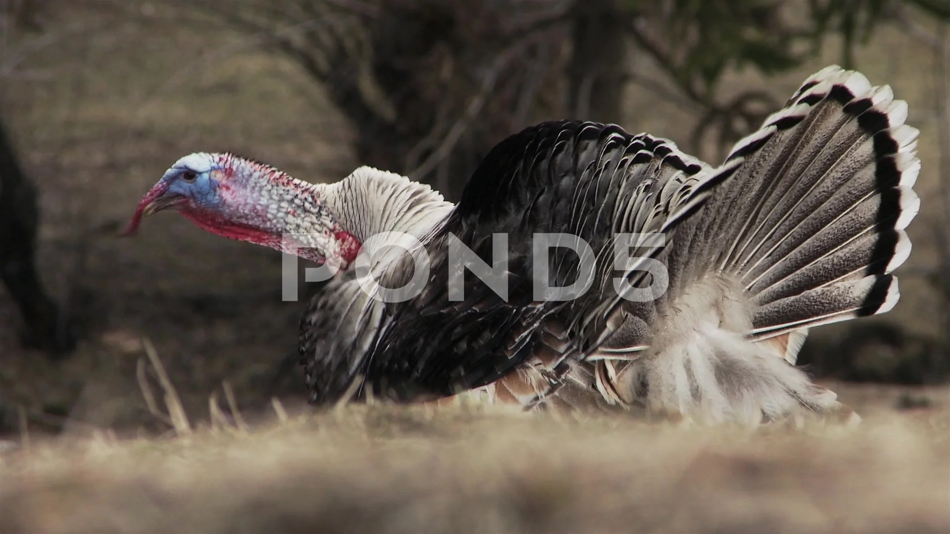 Spring Wild Turkey Wallpaper