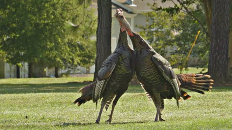 wild turkeys fight entwine necks bite pe... | Stock Video | Pond5