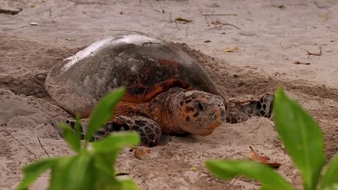 Wild turtle digging a hole on the beach ... | Stock Video | Pond5