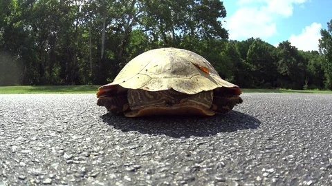 Wild turtle in parking lot | Stock Video | Pond5