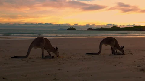 Wild wallabies and kangaroos at a sandy ... | Stock Video | Pond5