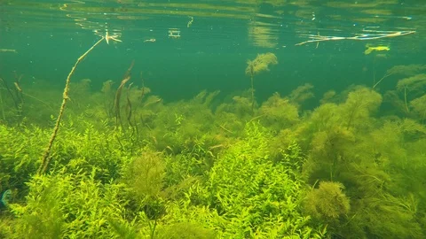 Wild water plants in swamp algae, time l... | Stock Video | Pond5
