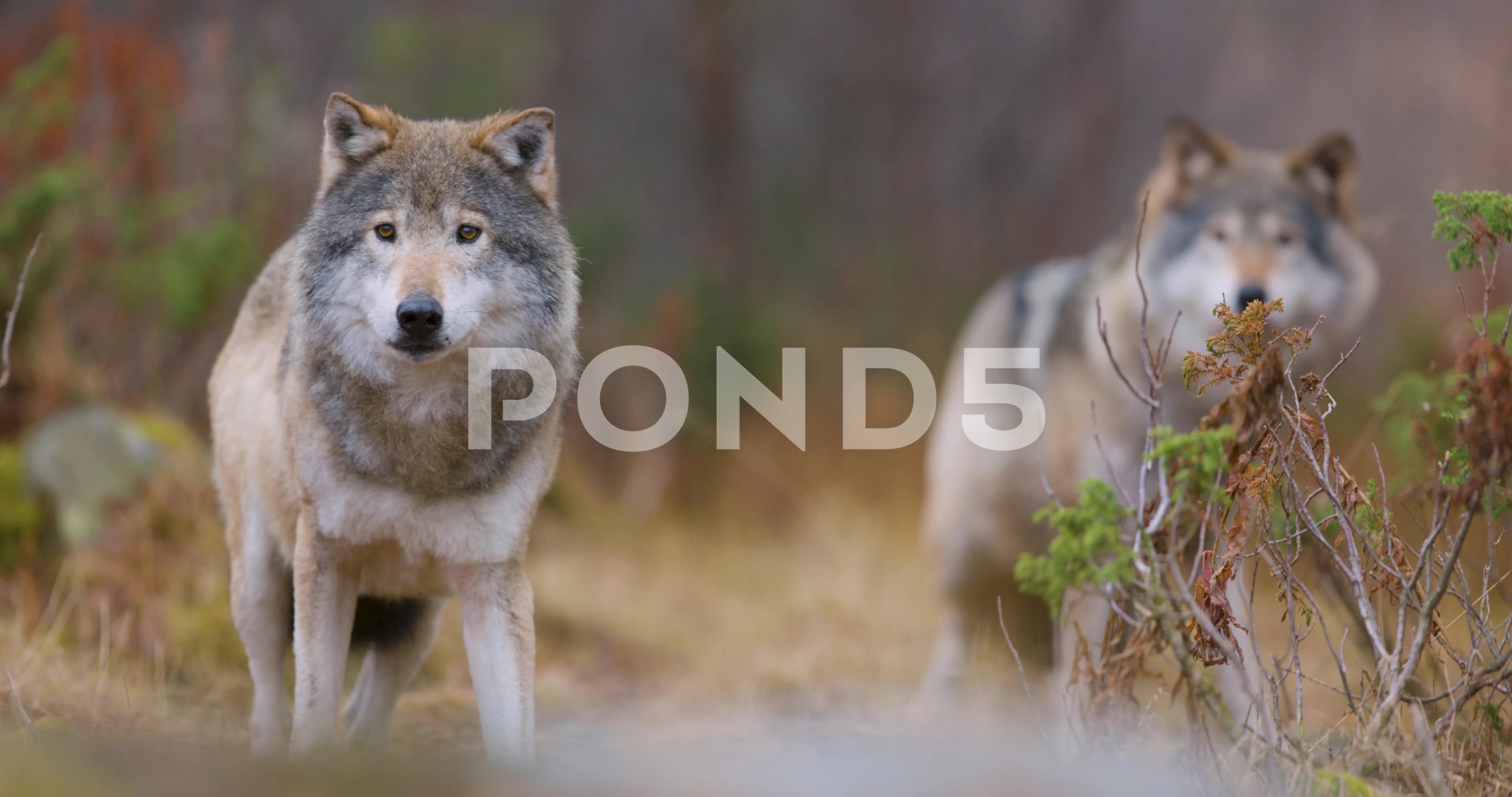 Wolf Pack Pictures In The Wild