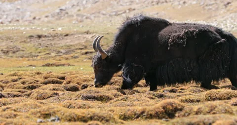Wild Yak big mammal animal in Himalaya, ... | Stock Video | Pond5