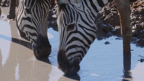 Zebra Mud Stock Footage ~ Royalty Free Stock Videos | Pond5