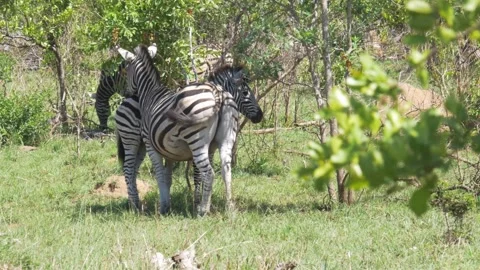 Wild Zebra herd in South Africa Krugerpa... | Stock Video | Pond5