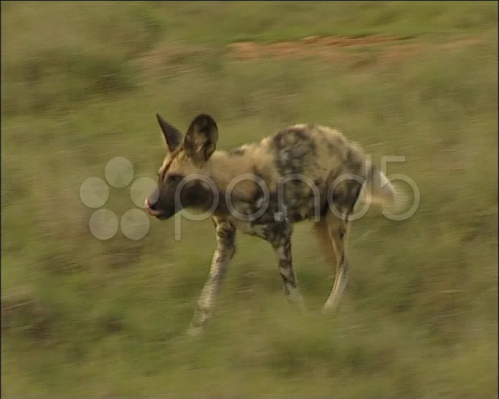 Velds Grasslands Animals
