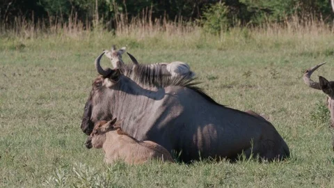Wildebeest And Zebra Lying Down On The G... | Stock Video | Pond5