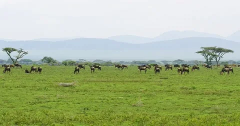 Wildebeest animals shown from a far dist... | Stock Video | Pond5