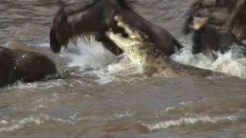 A wildebeest is badly hurt by a crocodil... | Stock Video | Pond5