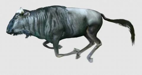 Wildebeest Galloping Running. Animal iso... | Stock Video | Pond5