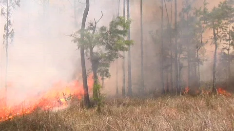Everglades National Park Stock Videos – Royalty-Free HD & 4K Videos