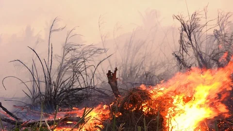 Wildfire while drought close-up flame. A... | Stock Video | Pond5