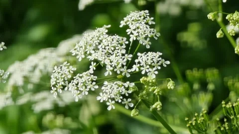Ground Elder Stock Videos – Royalty-Free HD & 4K Videos