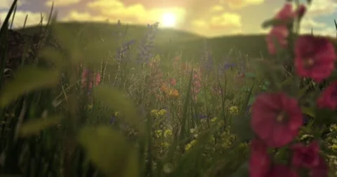 Wildflowers at Sunset Animation | Stock Video | Pond5