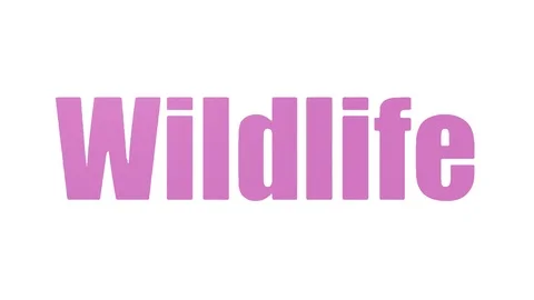 Wildlife Animated Tag Cloud Isolated On ... | Stock Video | Pond5