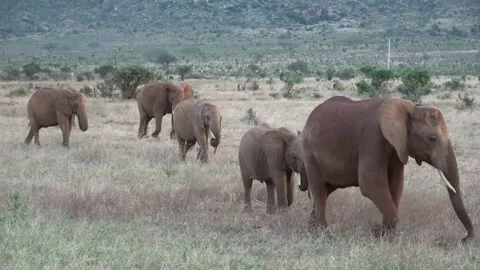 Wildlife. Big five animals. An elephant ... | Stock Video | Pond5