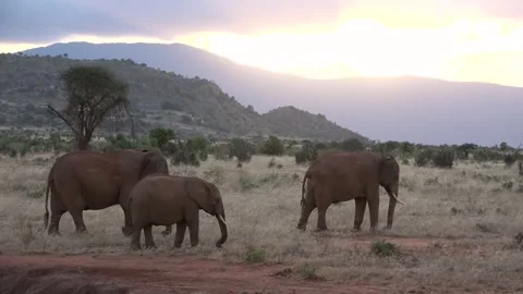 Wildlife. Big five animals. An elephant ... | Stock Video | Pond5