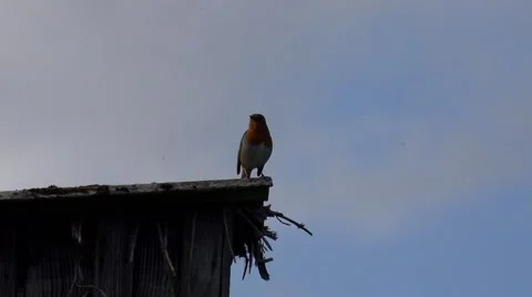wildlife Bird Red Robin Singing On a Roo... | Stock Video | Pond5