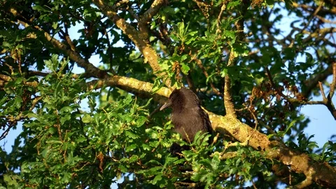 wildlife birds - large back crow in oak ... | Stock Video | Pond5