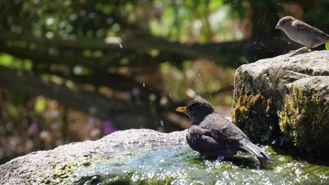 Funny Bird Bath Stock Videos – Royalty-Free HD & 4K Videos | Page 4