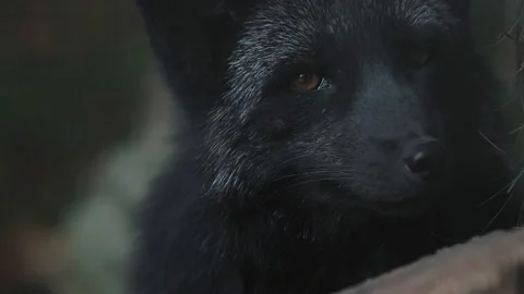 Wildlife Natural Stock Videos – Royalty-Free HD & 4K Videos