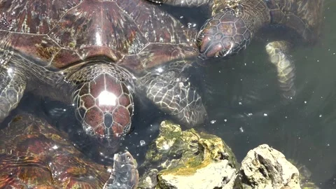 Wildlife. Sea turtles close-up. Zoo on t... | Stock Video | Pond5