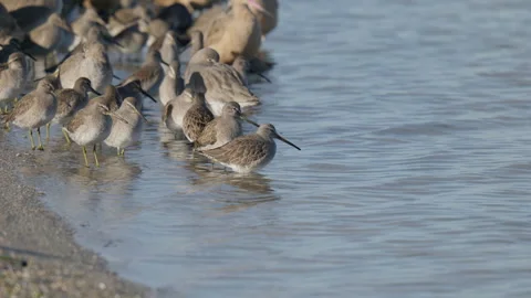 Dowitcher Stock Video Footage | Royalty Free Dowitcher Videos | Pond5