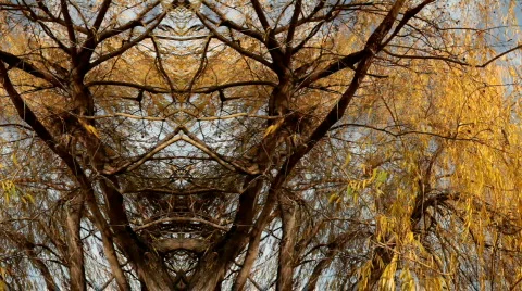 Willow Tree Motion Background | Stock Video | Pond5