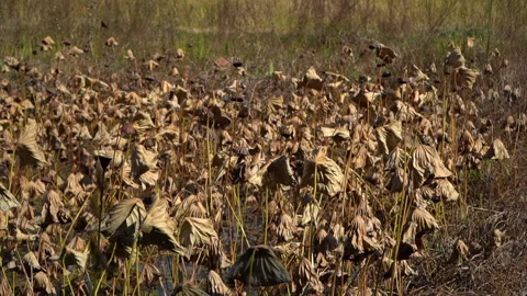 wilt lotus seed pods in the pond | Stock Video | Pond5