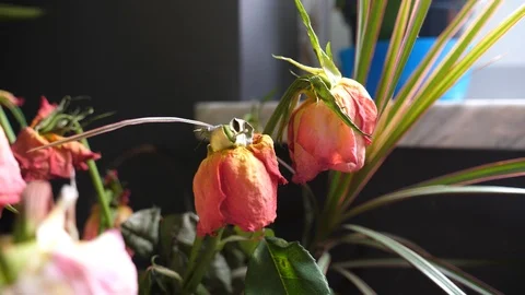 Wilted drooping bouquet of rose flowers ... | Stock Video | Pond5