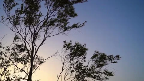 Wind blowing the big tree silhouette in ... | Stock Video | Pond5